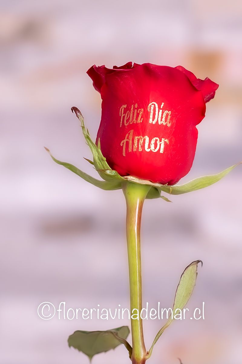 Rosa Impresa Feliz Día Amor